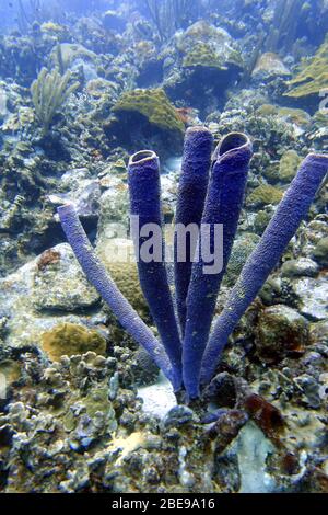 Callyspongia vaginalis, known as the branching vase sponge is a ...