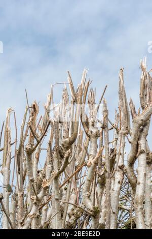 Example of mechanised hedge cutting with a flail, where smaller shrub ...