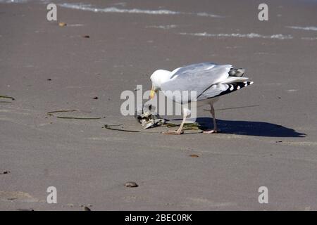 Möwen fressen am Strand an einem Fischkopf, Ostseebad Kühlungsborn ...