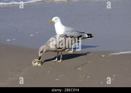 Möwen fressen am Strand an einem Fischkopf, Ostseebad Kühlungsborn ...
