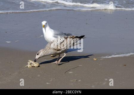 Möwen fressen am Strand an einem Fischkopf, Ostseebad Kühlungsborn ...