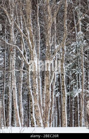 Birch trees, species not identified, n winter along the Burgeo Highway ...