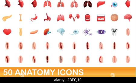 50 anatomy icons set. Cartoon illustration of 50 anatomy icons vector ...