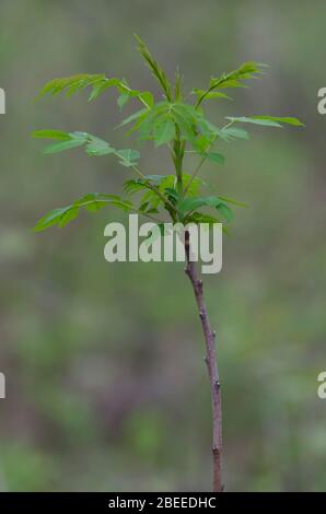 Smooth Sumac, Rhus glabra, leaves emerging in spring Stock Photo - Alamy