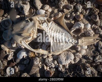 top view of fish skeleton bones and flavor peppers on slate background ...