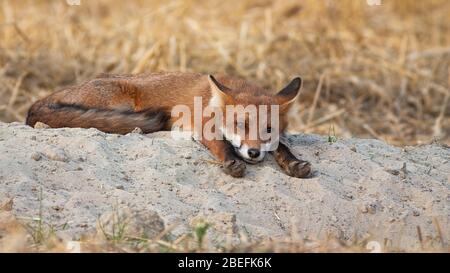 red fox resting on den Stock Photo - Alamy