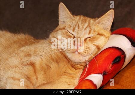 Sleeping red cat. Sleeping cat. bright red cat sweetly sleeping on the ...