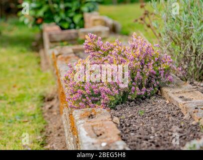 Heather flowers. Small violet flowers. Selective focus Stock Photo - Alamy