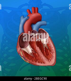 Illustration of the Heart and right atrium and ventricle. This anterior ...
