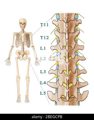 Lumbar spine, illustration Stock Photo - Alamy
