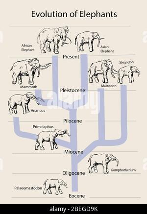 Evolution of Elephants, Illustration Stock Photo - Alamy