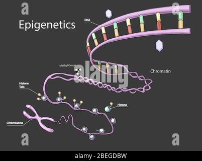 Illustration of epigenetics Stock Photo - Alamy