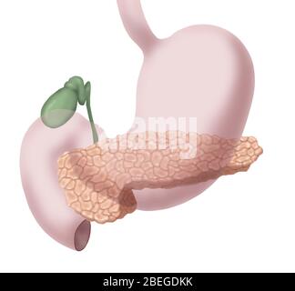 Pancreas and Gallbladder Stock Photo - Alamy