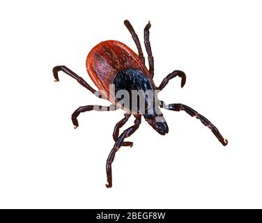 Female blacklegged tick Stock Photo - Alamy