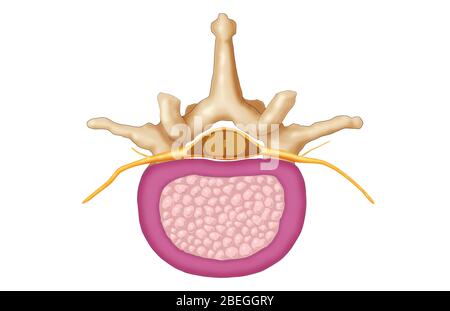 Lumbar Vertebra and Normal Disk Stock Photo - Alamy