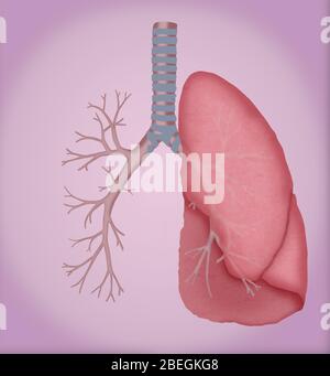 Anatomy of the bronchus and bronchial tubes Stock Photo - Alamy