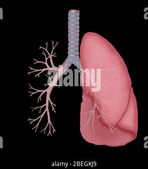 Normal lung and bronchial tubes Stock Photo - Alamy