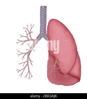 Normal lung and bronchial tubes Stock Photo - Alamy