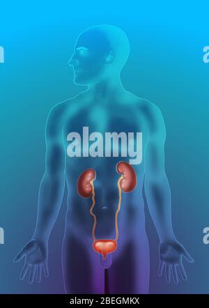 Anatomical Position of Urinary System Stock Photo - Alamy