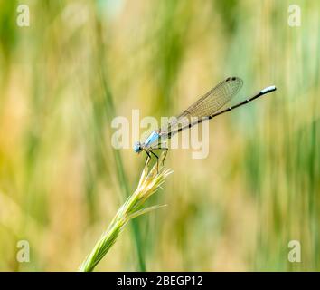Damselfly, Blue-fronted Dancer on wildflower at Falcon State Park ...