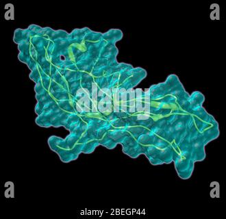 Human Chorionic Gonadotropin (hCG) glycoprotein hormone, chemical ...