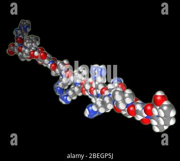 Secretin hormone molecule. Computer model showing the structure of the ...