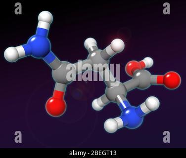 Asparagine. Molecular model of the amino acid asparagine (C4.H8.N2.O3 ...