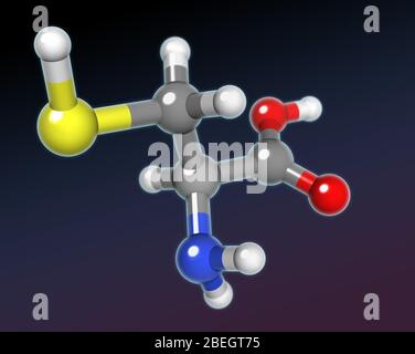 Cysteine. Molecular model of the amino acid cysteine (C3.H7.N.O2.S ...