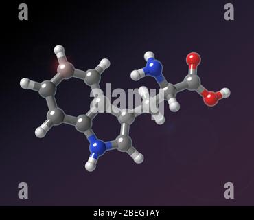 Tryptophan. Molecular model of the essential amino acid tryptophan (C11 ...