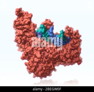 HIV reverse transcription enzyme. Molecular model of the reverse ...