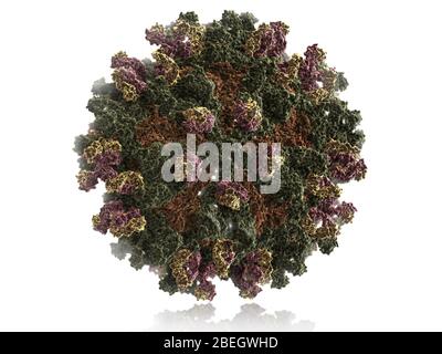 West Nile virus capsid, molecular model. The virus is transmitted via ...
