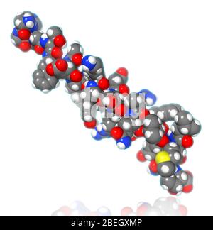 Glucagon hormone molecule, illustration Stock Photo - Alamy