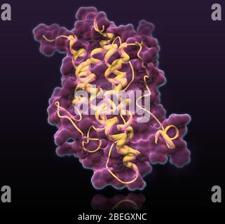 Human growth hormone. Molecular model of human growth hormone (hGH ...