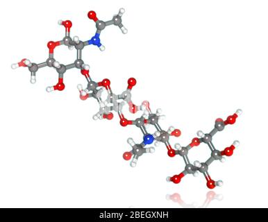 Hyaluronan (hyaluronic acid, hyaluronate) glycosaminoglycan molecule ...