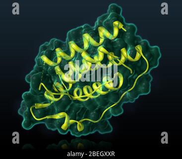 Leptin molecule, illustration Stock Photo - Alamy