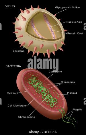 Diagram showing typical examples of a virus particle (above) and a ...