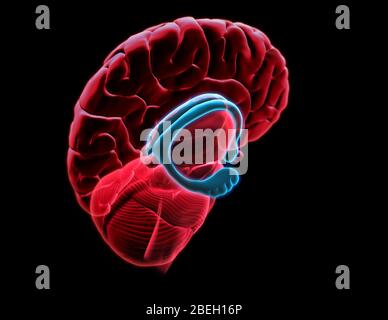 Hippocampus and Fornix Stock Photo - Alamy