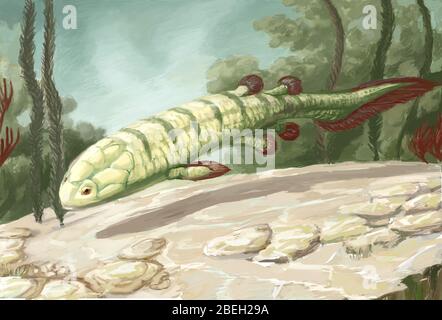 Illustration of a Holoptychius. Holoptychius is an extinct Devonian ...