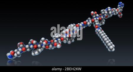 A molecular model of liraglutide, a glucagon-like peptide-1 (GLP-1 ...