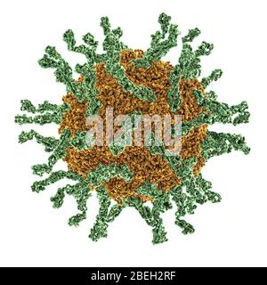 Poliovirus type 3 capsid, molecular model. This enterovirus causes ...