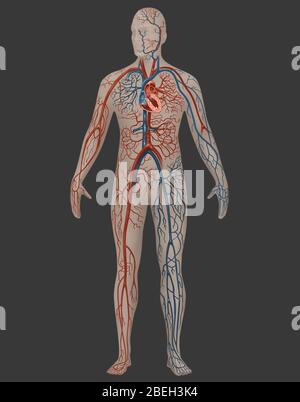 Circulatory system in human body Stock Photo - Alamy