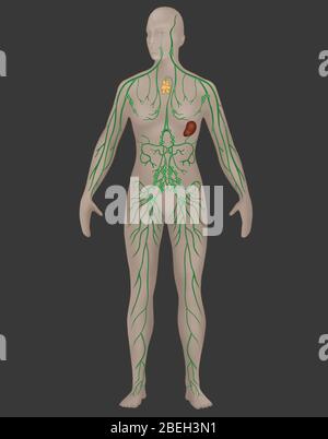 Lymphatic System in Female Anatomy Stock Photo - Alamy