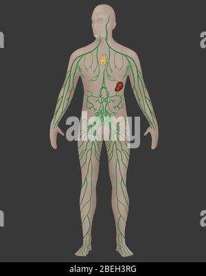 Illustration of the lymphatic system in the male anatomy. Labeled from ...