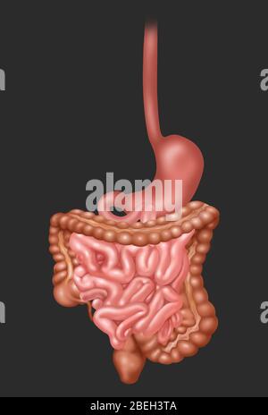 Illustration of the human appendix anatomy Stock Photo - Alamy