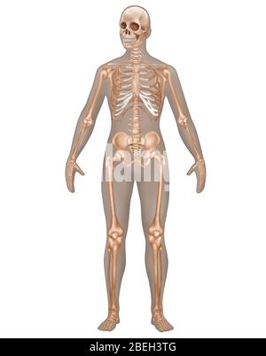 Skeletal Anatomy (Female Stock Photo - Alamy