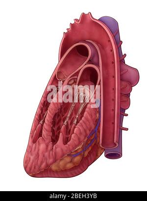 Heart cross section Stock Photo - Alamy