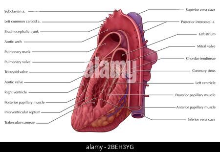 Heart Cross Section, Illustration Stock Photo - Alamy