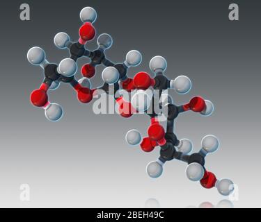 Sucrose. Molecular model of the organic compound sucrose (C12.H22.O11 ...