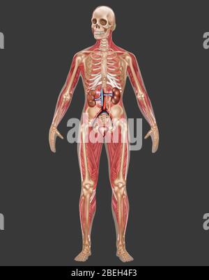 Circulatory, Skeletal & Muscular Systems, Female Stock Photo - Alamy