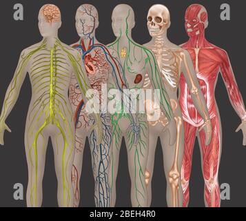 4 Body Systems in Female Anatomy Stock Photo - Alamy